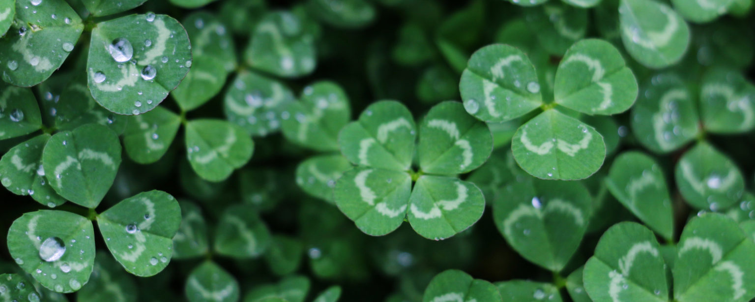 How Do You Find Four-Leaf Clover Employees? - SBAM | Small Business ...