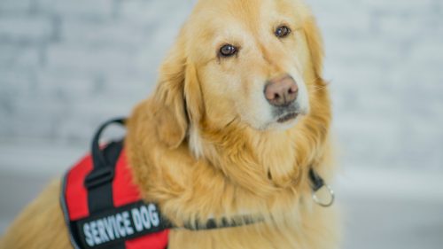 Service Animals in the Workplace: What the ADA Really Says - SBAM ...